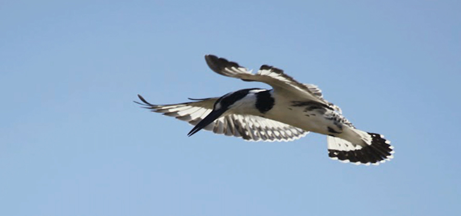 CRM Suite | iGlobe CRM solution